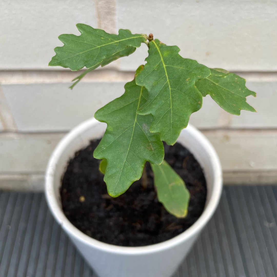 Work with me – May Ling Thomas